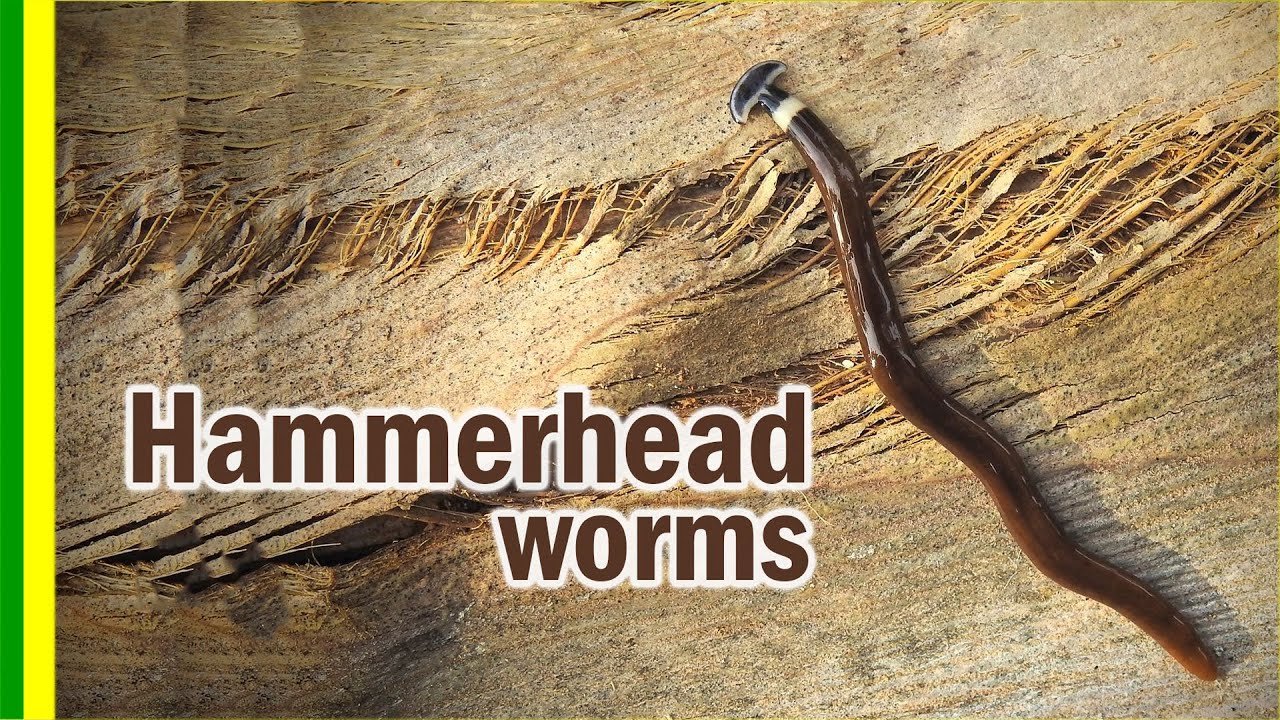 Hammerhead worms/Broadhead planarians (Bipalium Genus) - A Cute ...