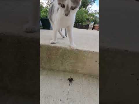 Karaböcek kaç kaç#çocuk şarkıları#keşfet beni öne çıkar#doğa#flowers#yemektarifleri#köy#