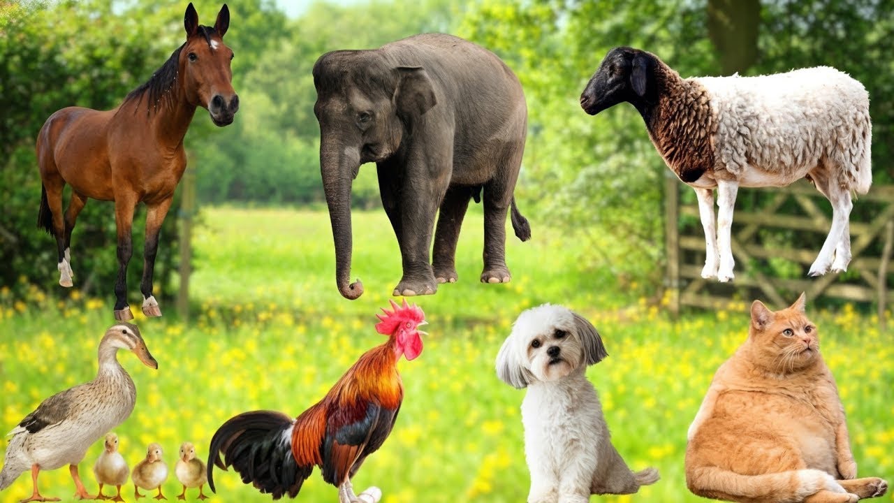 Colorful World of Animal Sounds: Cow, Elephant, Horse, Rooster, Dog ...