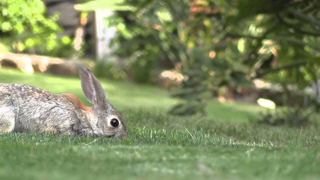 Eastern Cottontail Rabbit Eating Grass! - YouTube