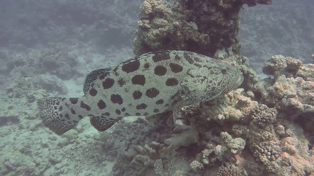 Potato Cod @ Cod Hole, Great Barrier Reef - YouTube