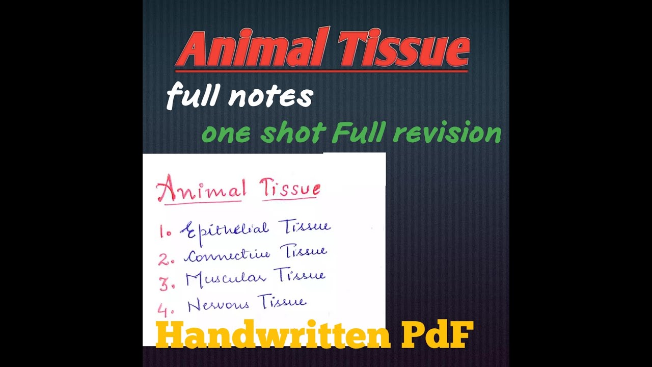 Animal Tissue full notes| Animal tissue CEE,NEET - YouTube