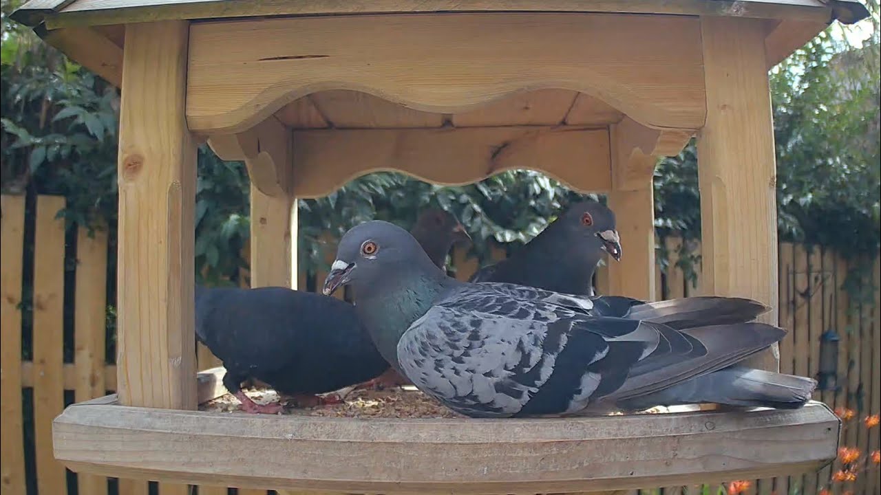 It’s nice and peaceful on the garden bird table with the pigeons for ...