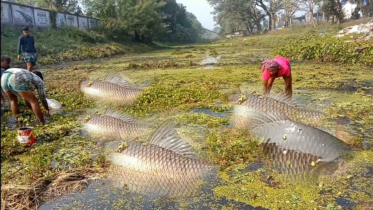best hand fishing / traditional fishermen big fish hunting in village ...