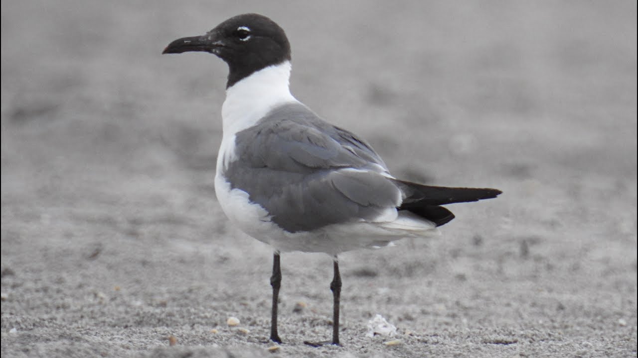 Laughing Gull Call