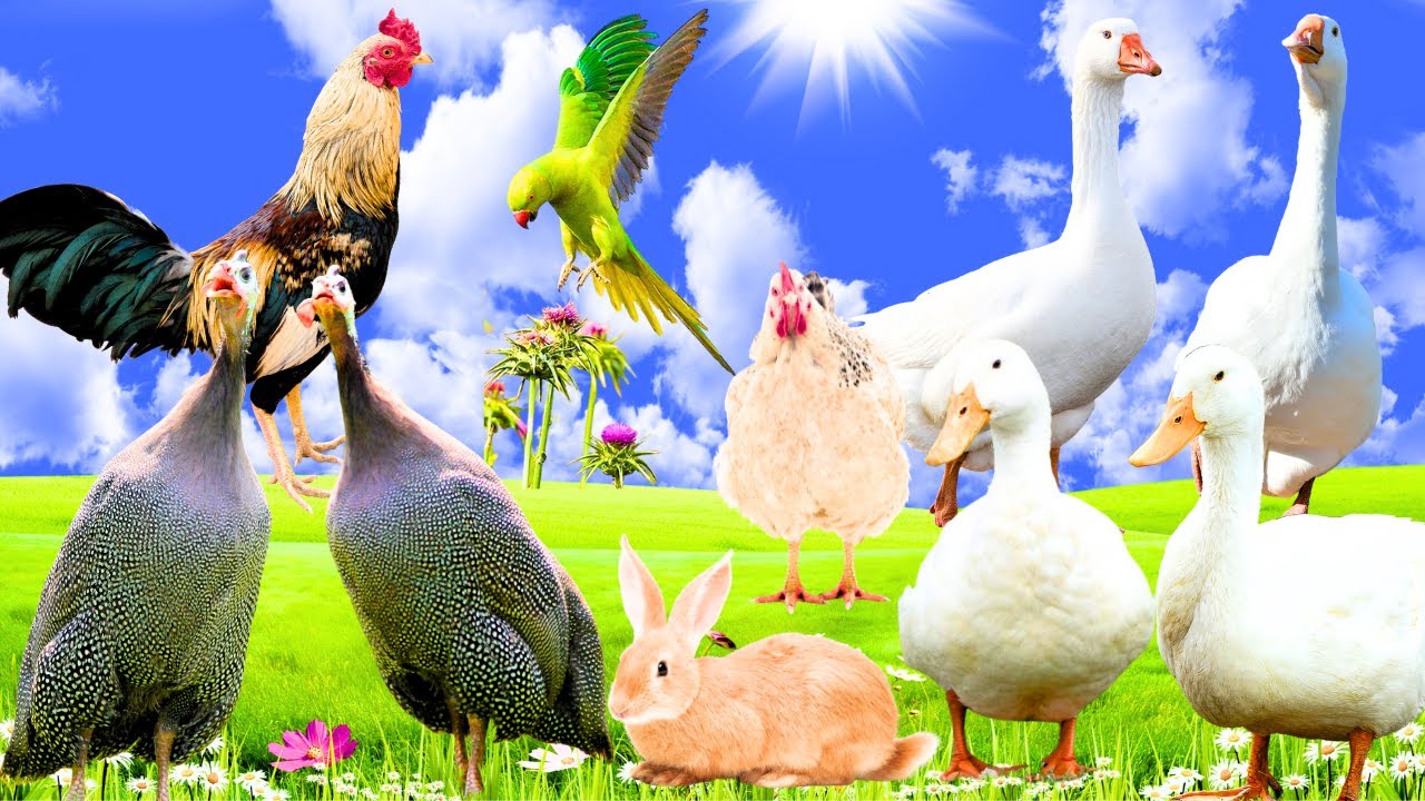 King Of Montains: Rabbits, Parrot, Ducks, Patridge's, Kiittens, Hens ...