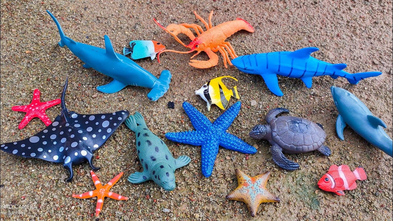 Menemukan Hewan Laut Ikan Hiu, Penyu, Bintang Laut, Ikan Pari, Lobster ...