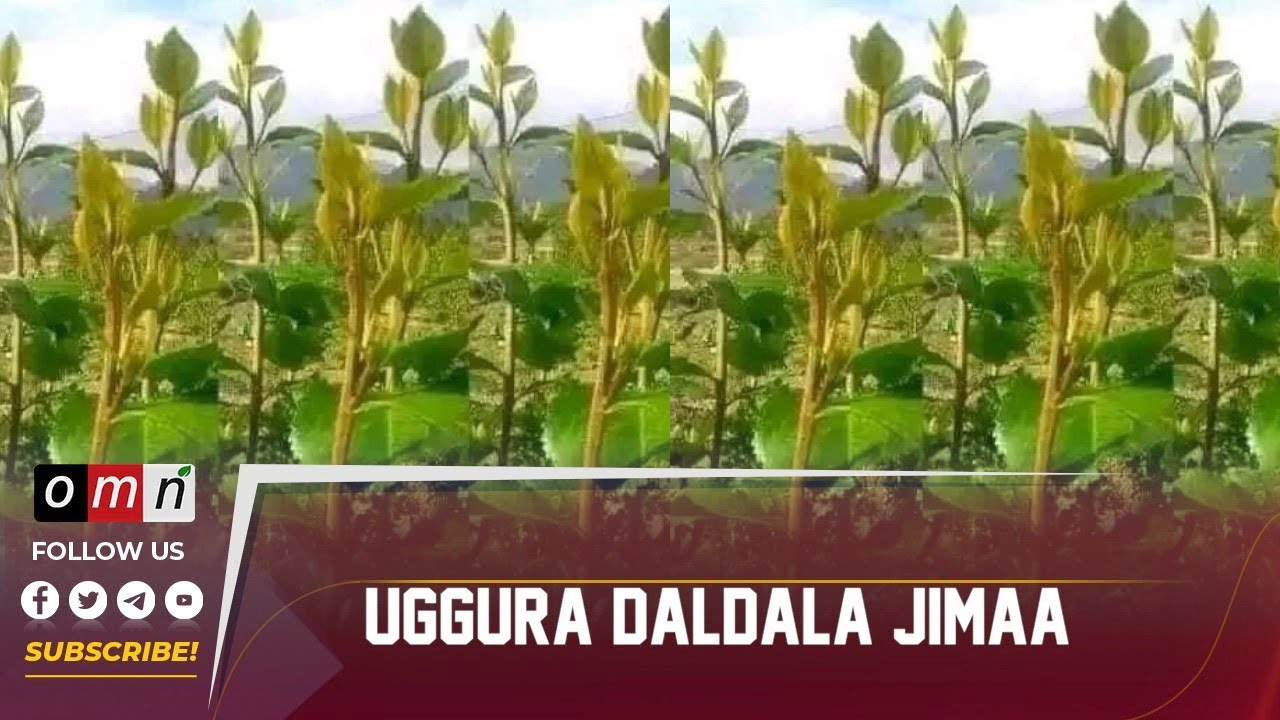 OMN Uggura Daldala Jimaa ebla 19,2023 - YouTube