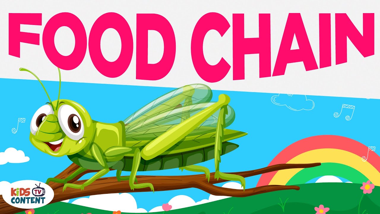 Learn Food Chain | Animated video of Circle of Life | Kids Content Tv ...