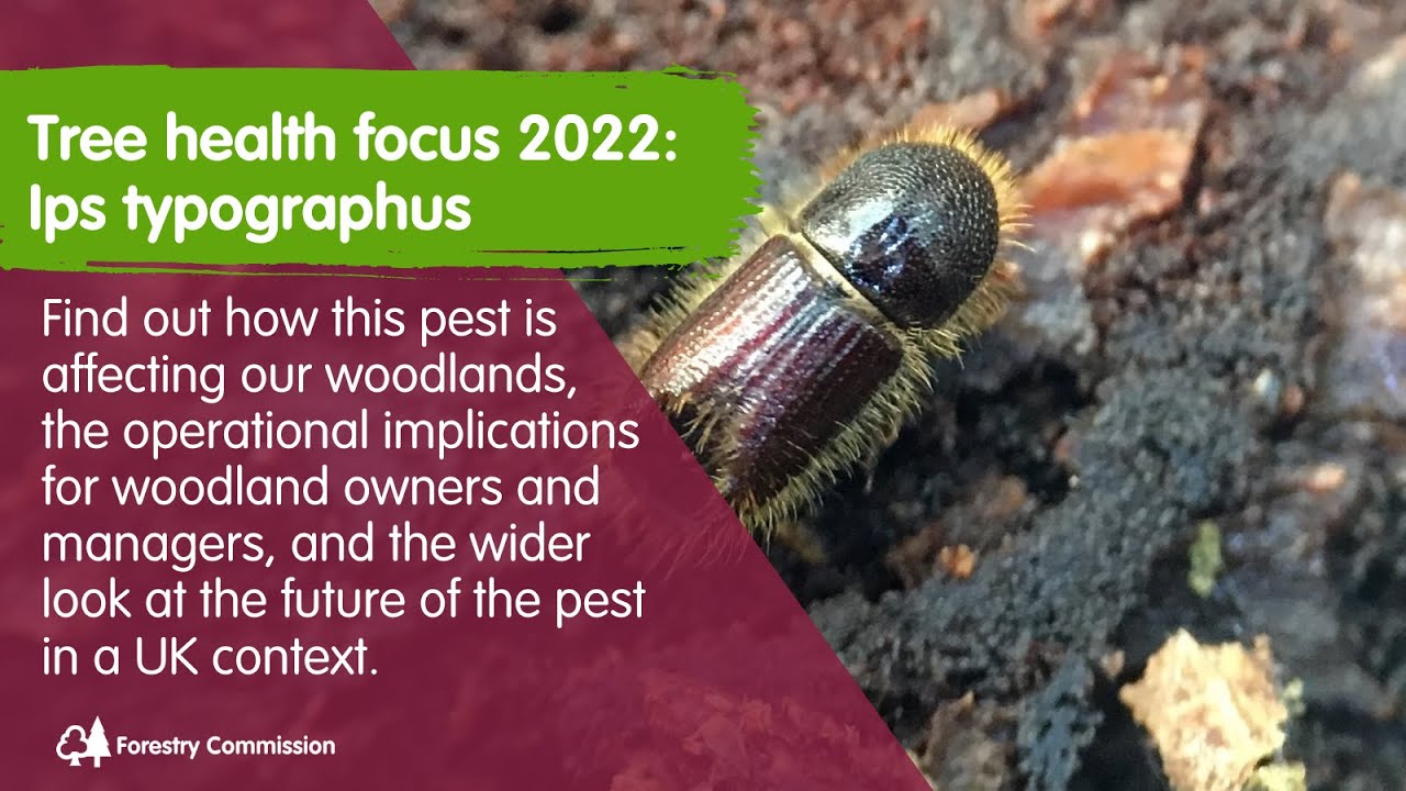 Tree health focus 2022 Ips typographus - YouTube