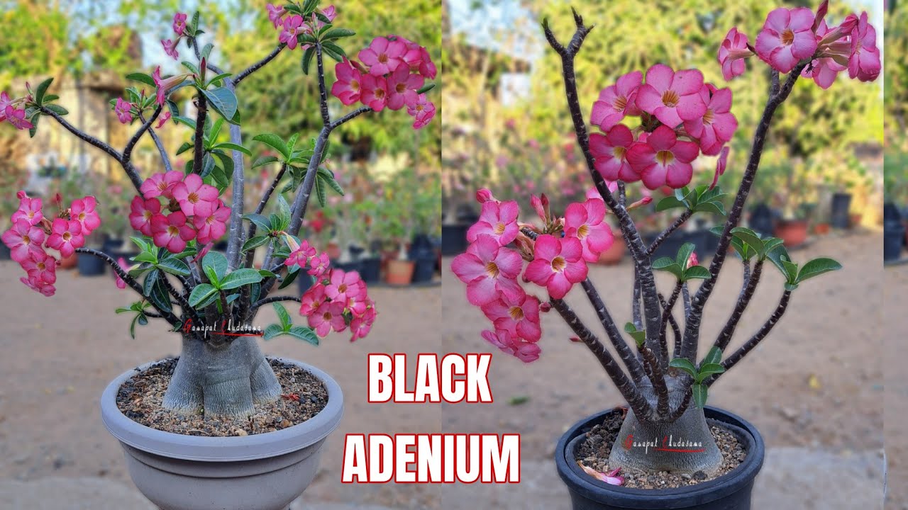 Khz Black | Don't buy black/red skin adenium verity in winter. Why ...
