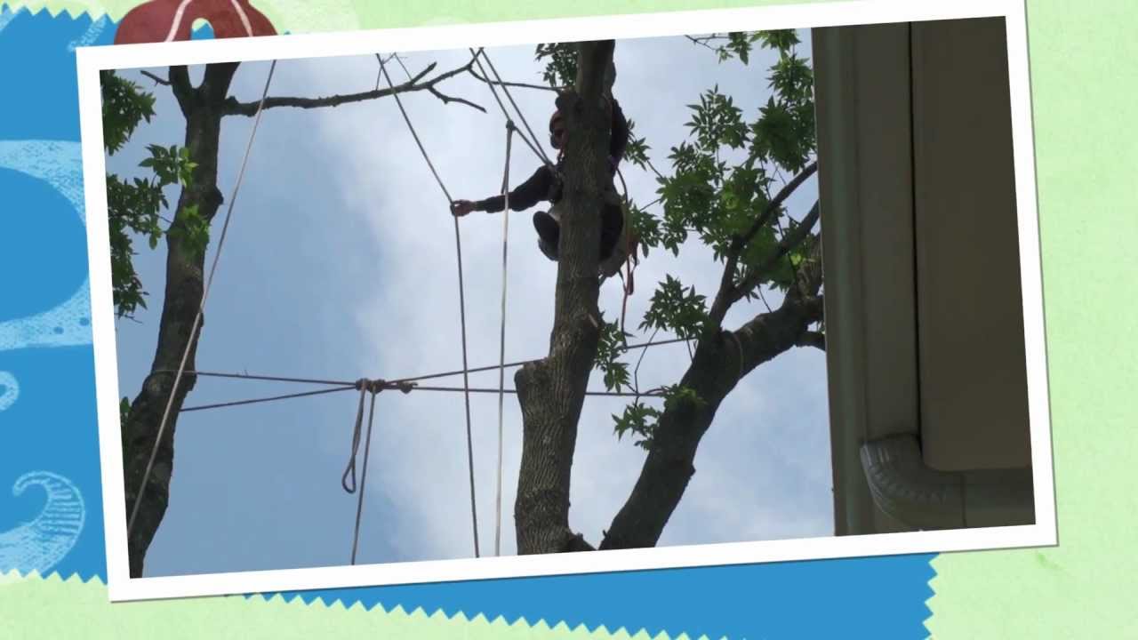 Vic's Tree Service in Great Falls VA Virginia - YouTube