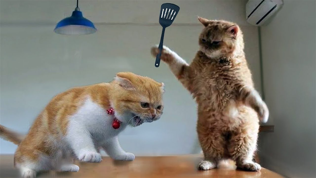 1 HOUR FUNNY CATS COMPILATION 2022 😂| The Best Funny Cat Videos!😸 😸 ...