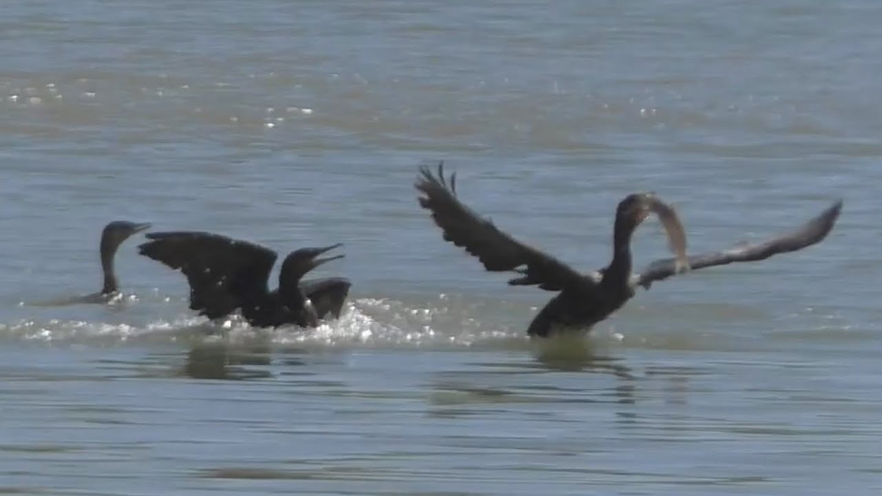 Cormorants Fighting Over A Fish - YouTube