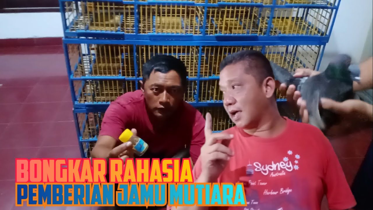 BONGKAR PEMBERIAN JAMU HERBAL MUTIARA KE 13 PLAYERNYA - YouTube