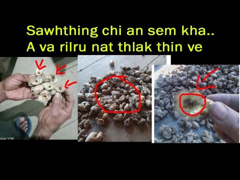 Sawhthing hmangin INBUMNA a thleng ta nge nge e. . . || A Va THINRIM ...