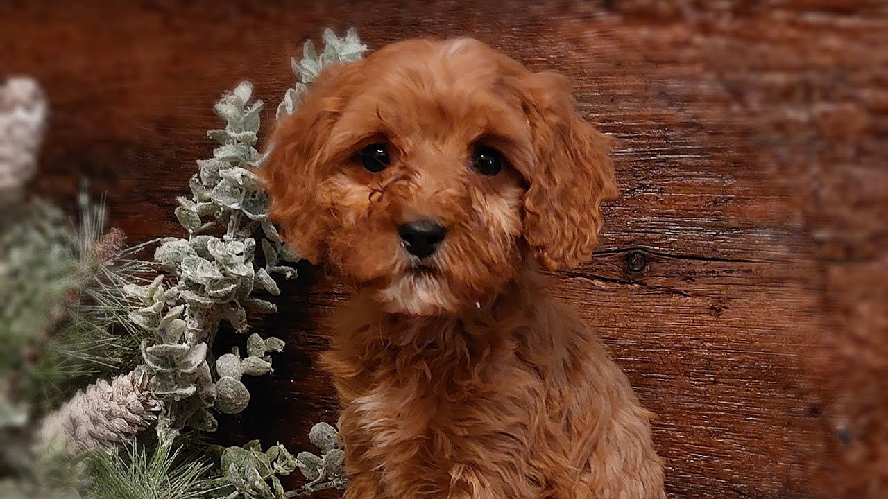 Cavapoo Cooper Jan. 2023 - YouTube