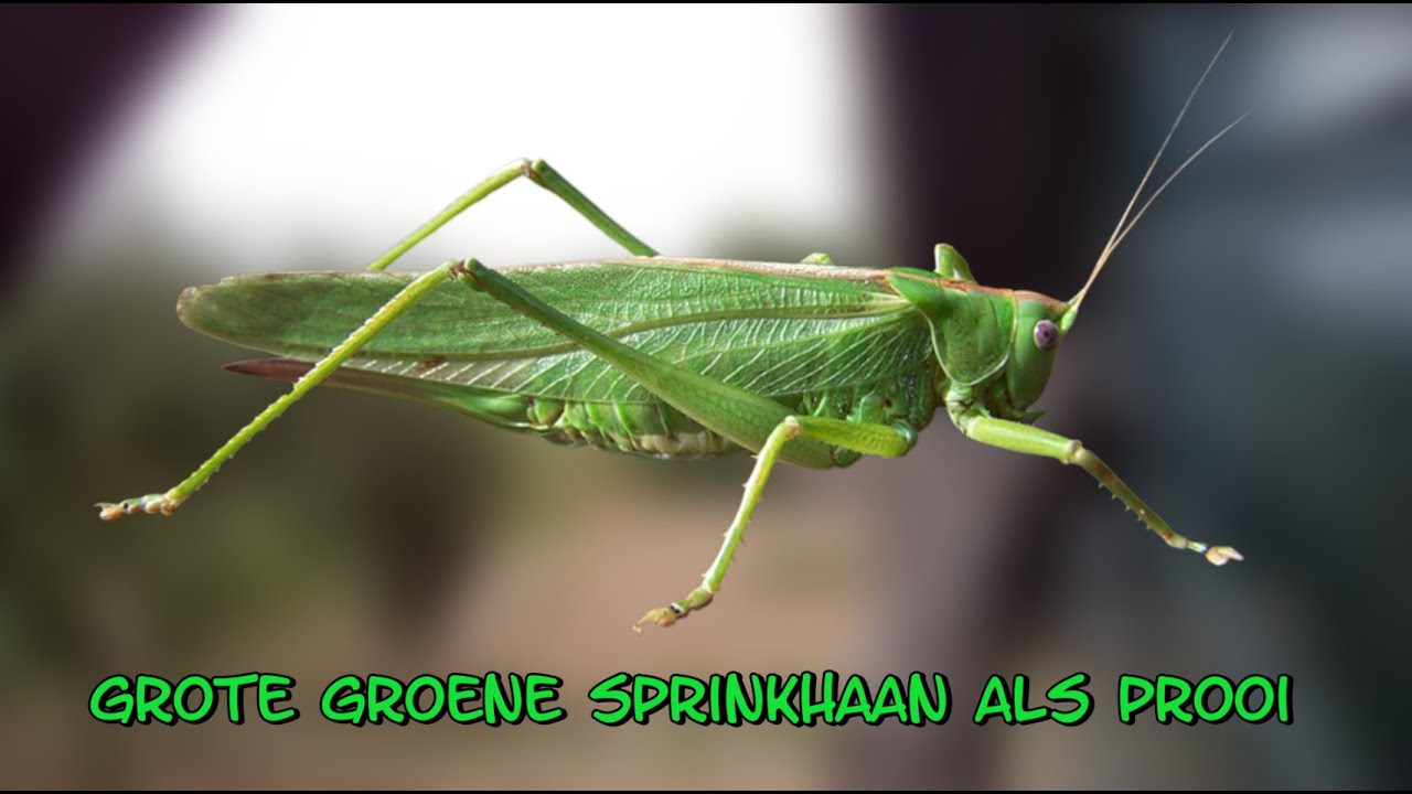 Grote groene sprinkhaan prooioverdracht 11 juli 2023 - YouTube