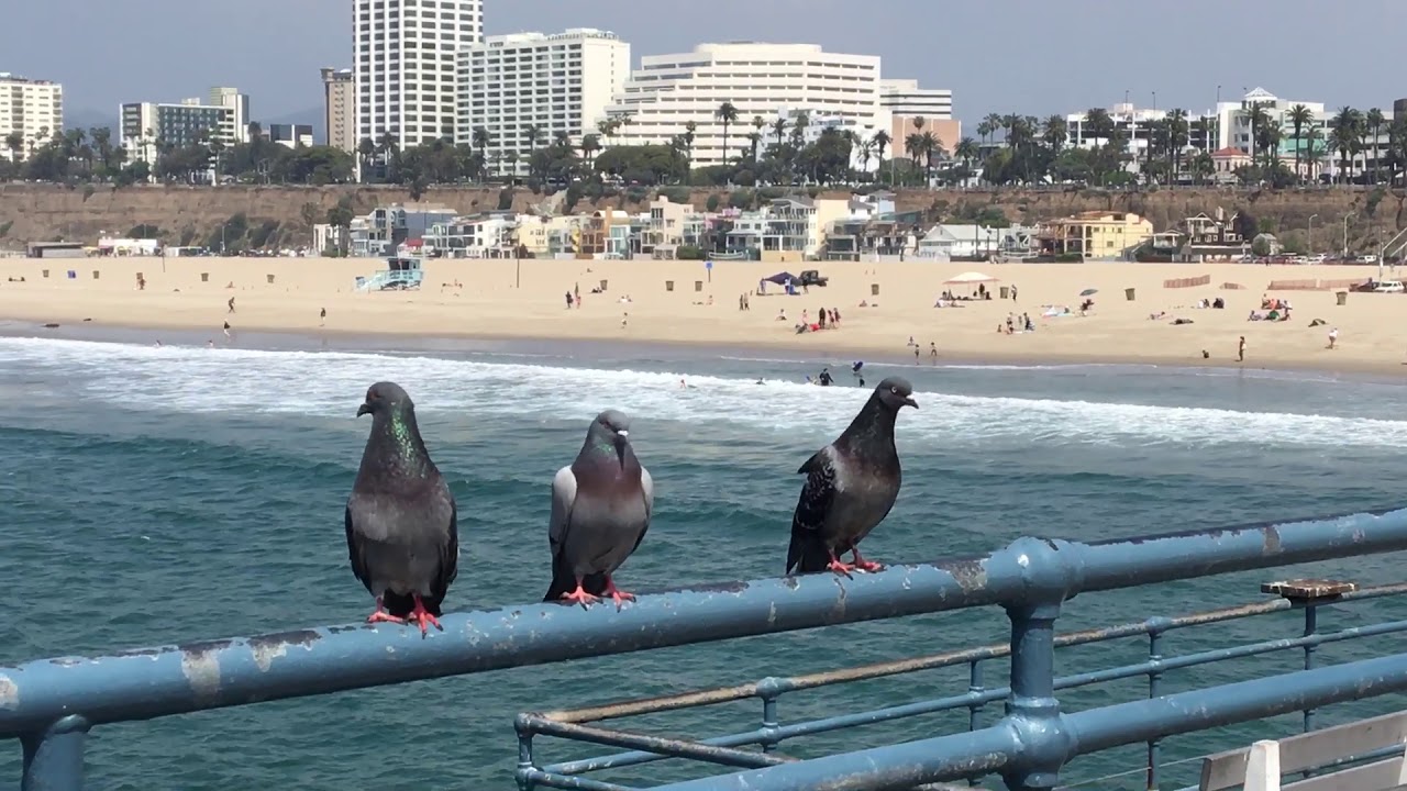 Disney Bolt Pigeons REAL LIFE (Joey, Vinnie, and Bobby) - YouTube