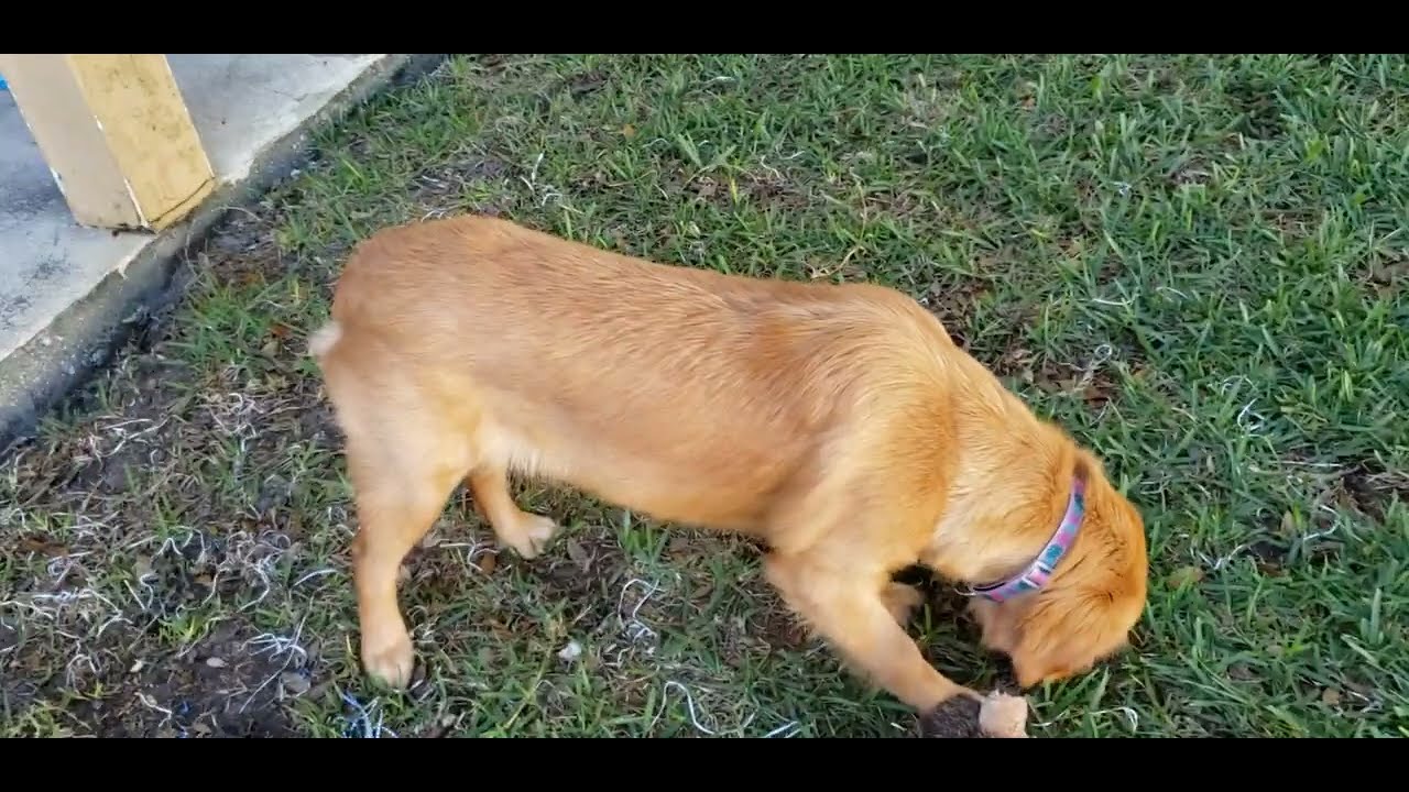 My New dog - YouTube