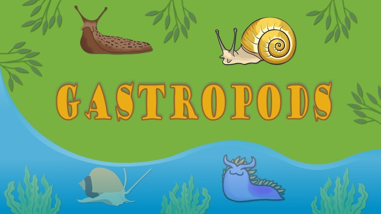 Gastropods: Evolution and Diversity | Snails, Slugs, Semi-slugs and Sea ...