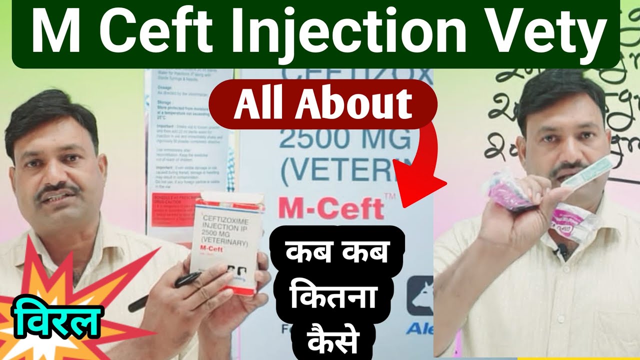 Mceft Injection Veterinary Uses in hindi / Mceft Injection Price dose ...