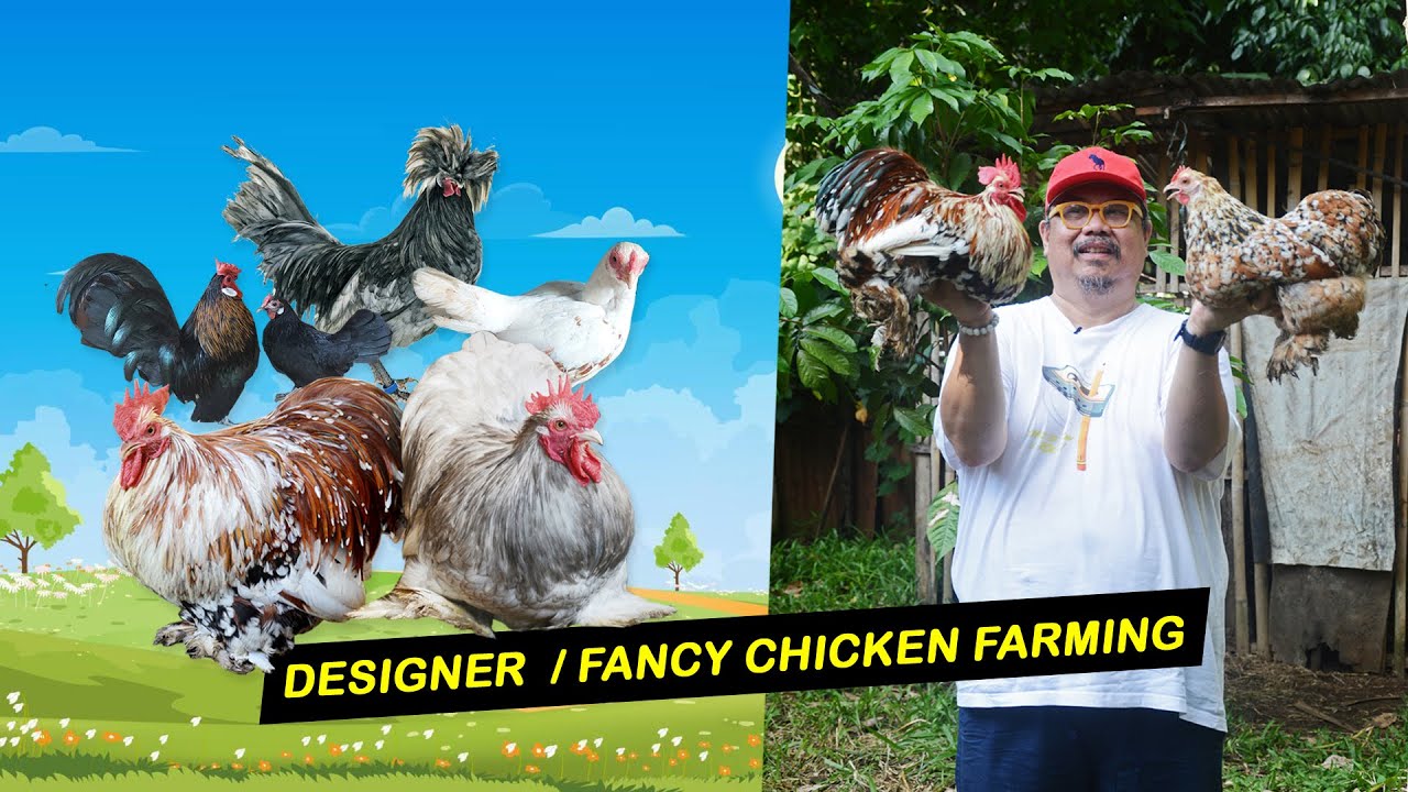 Fancy Bantam Chicken Farming - YouTube