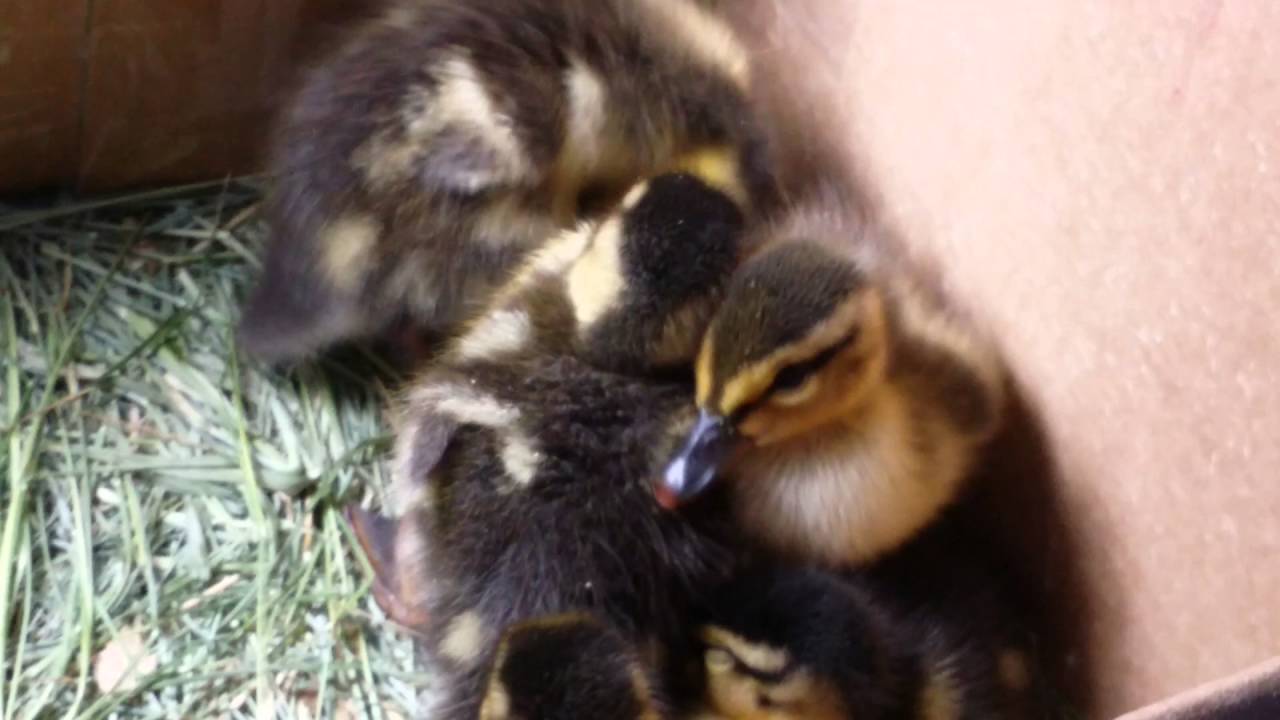 Ducks Having Fun - YouTube