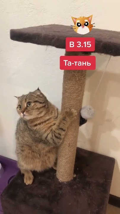 Буся будит Youtube