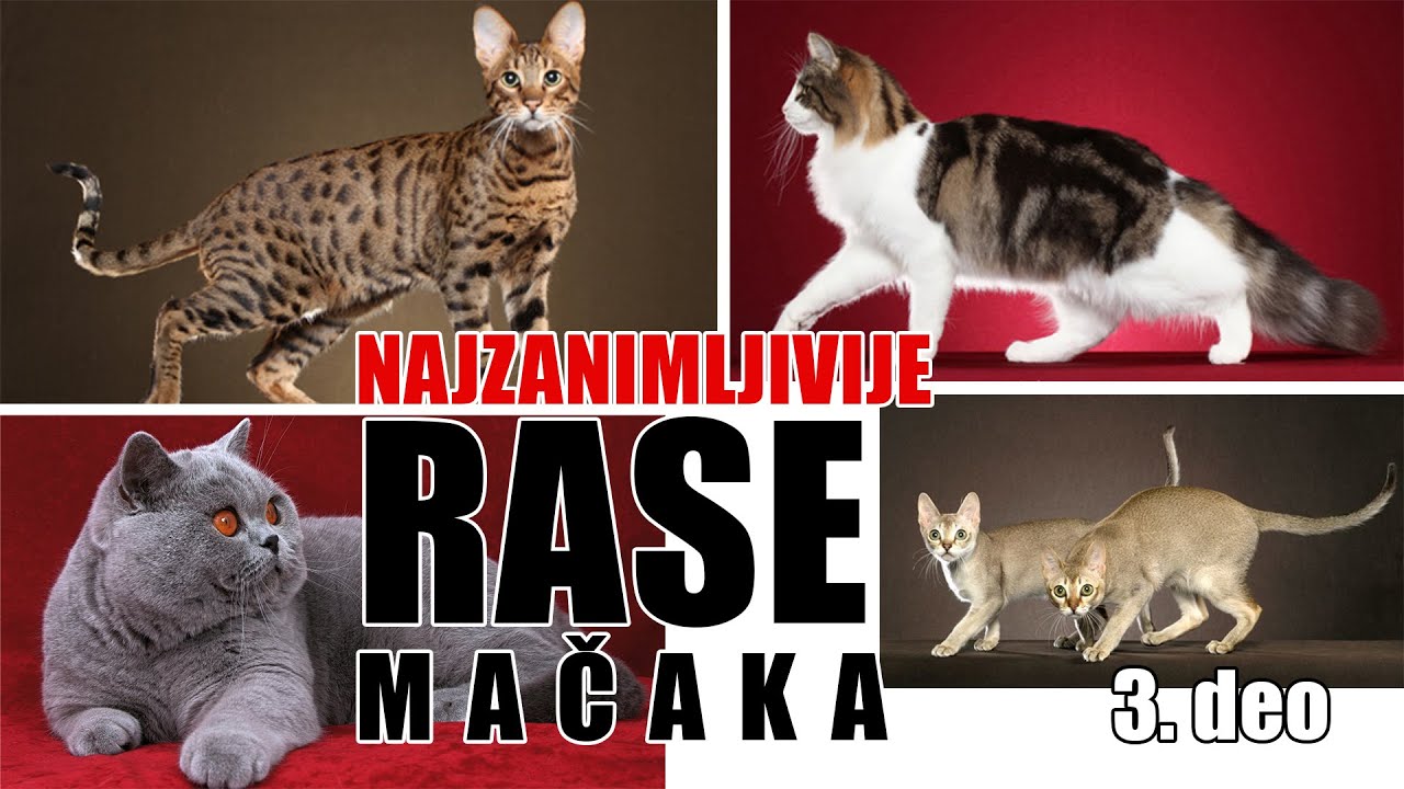 4 zanimljivih rasa mačaka - treći deo - YouTube