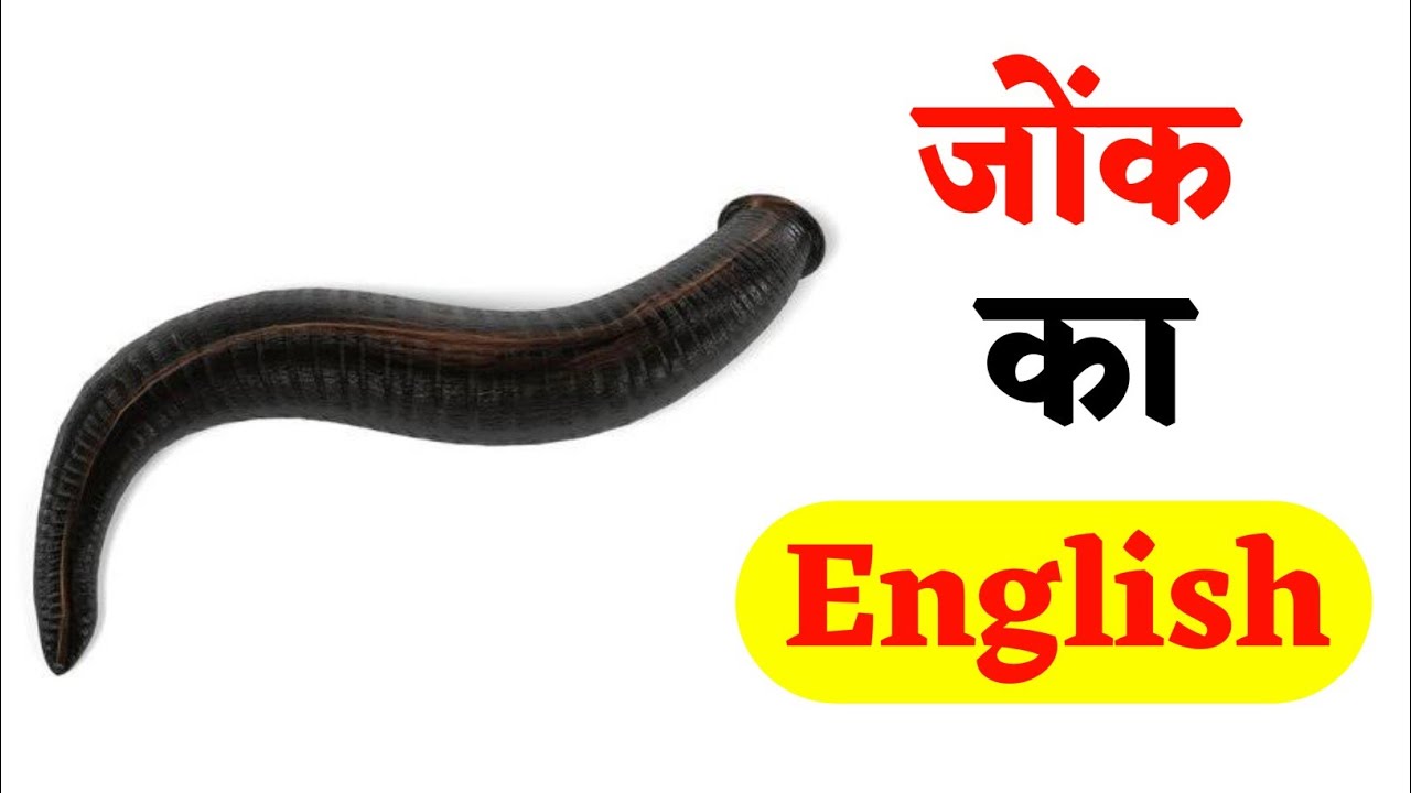 जोक को इंग्लिश में क्या कहते हैं | Jonk Ko English Mein Kya Kahate Hain ...