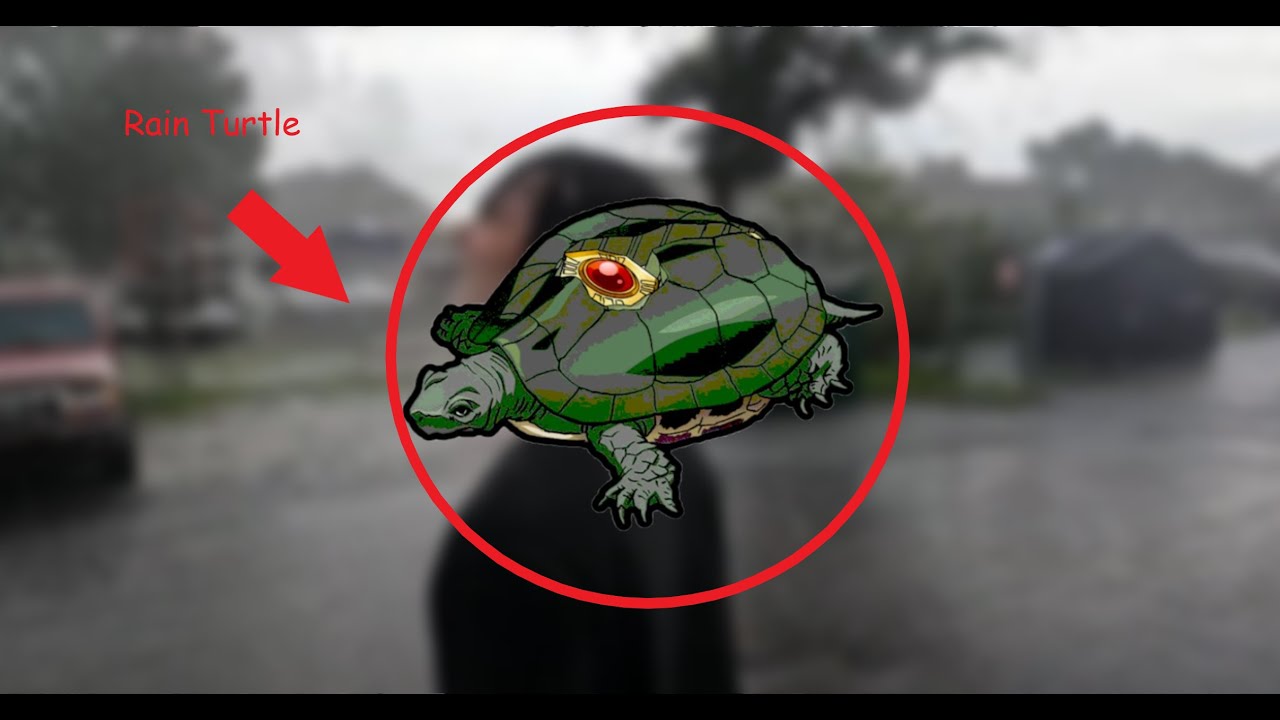 Rain Turtle - YouTube