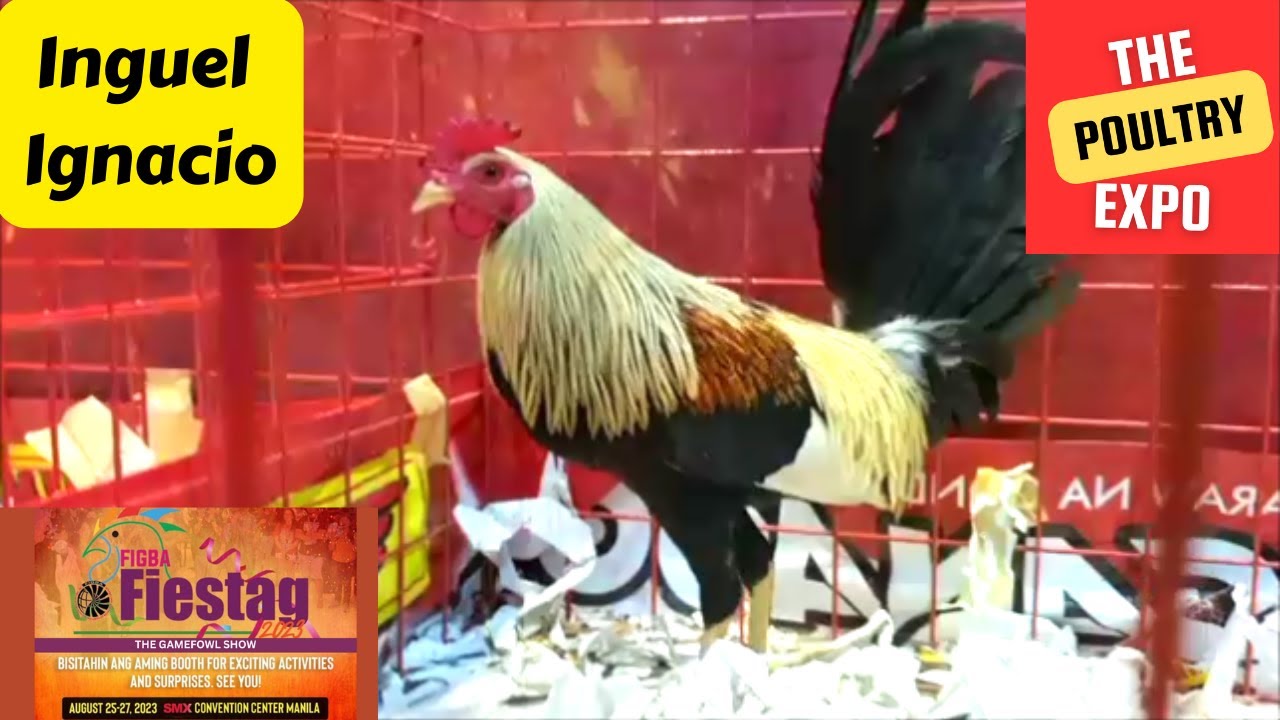 Fiestag FIGBA Poultry Expo | Miguel Ignacio | Allan dela Cruz - YouTube