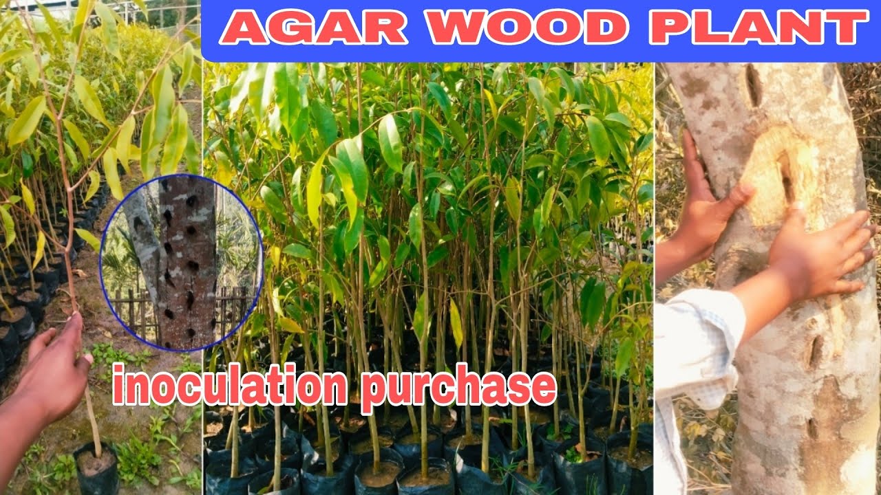 Agar Wood Information /Agar Wood farming /Agar Wood Plant Available ...