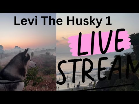 Lovely Sunday Morning #newvideo #husky #siberianhusky - YouTube
