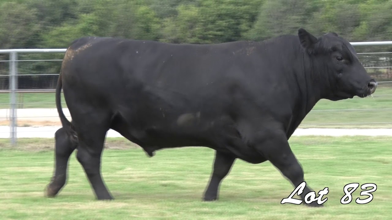 Lot 83 YouTube lot-83-youtube