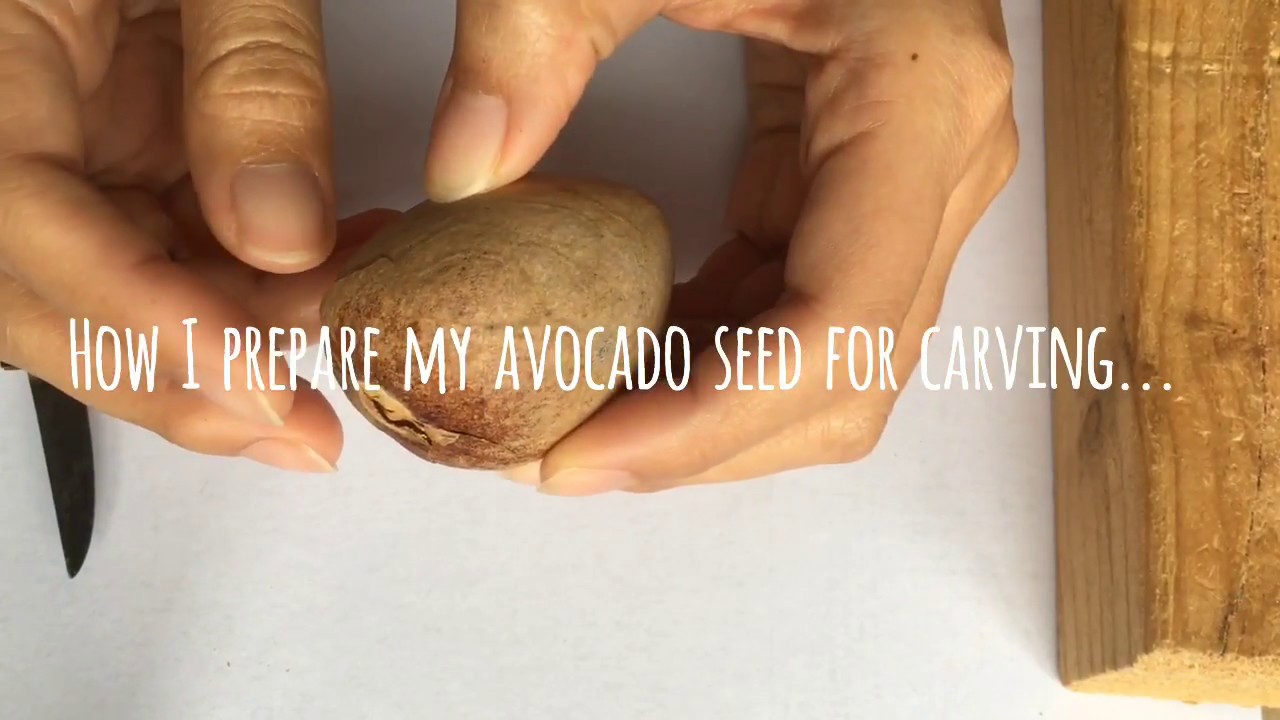 How to Dry Avocado Seed for carving purpose - Tutorial - YouTube