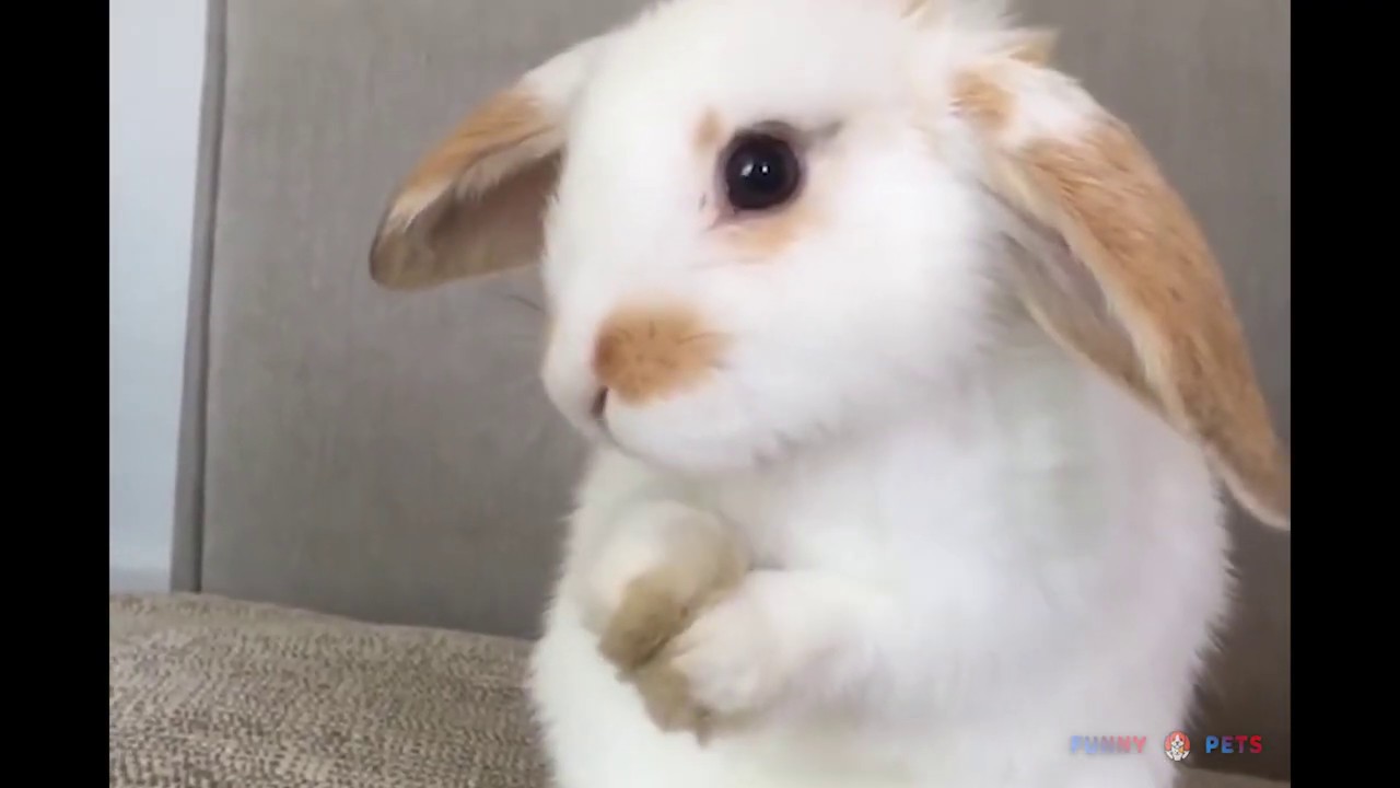Funny and Cute Baby Bunny Rabbit Videos - YouTube