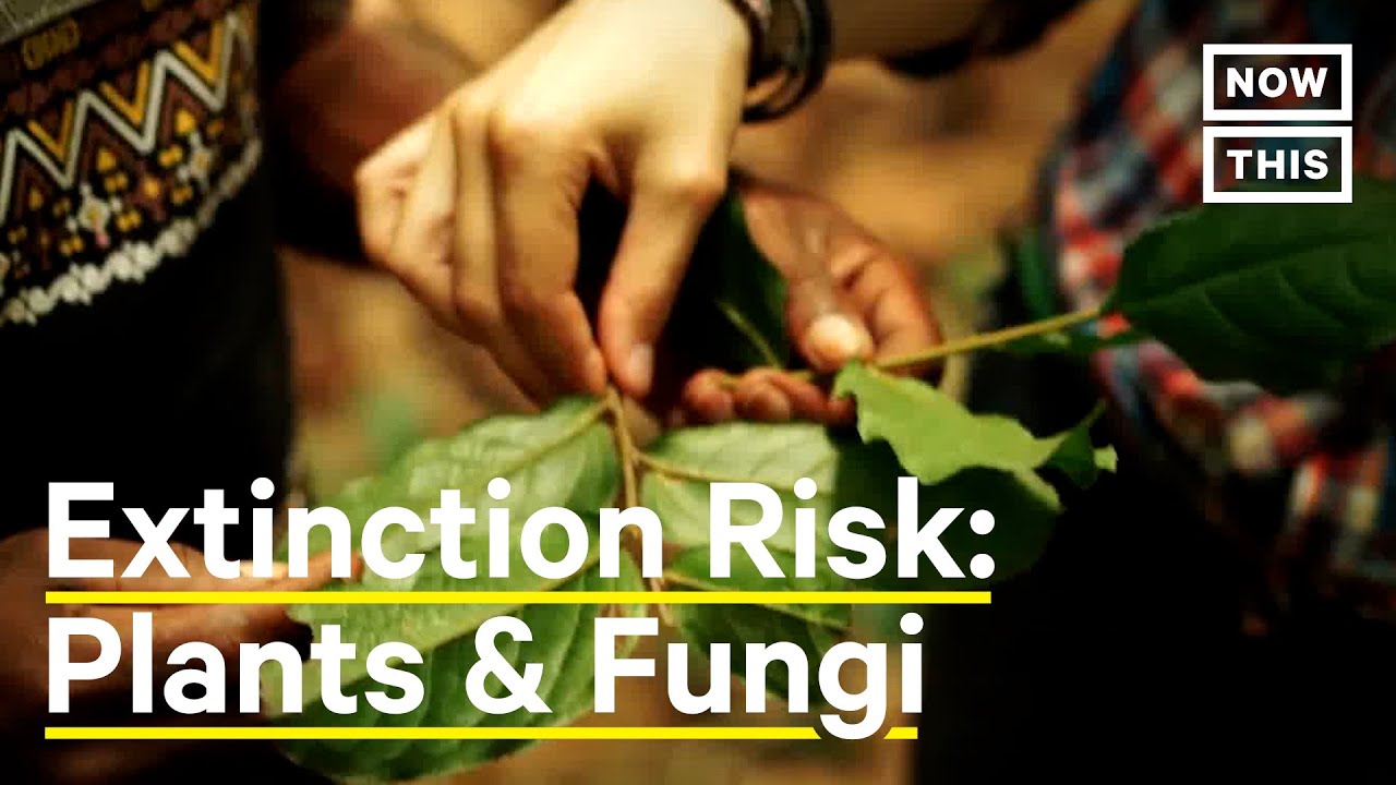 40% of World's Plants at Risk of Extinction | NowThis Earth - YouTube