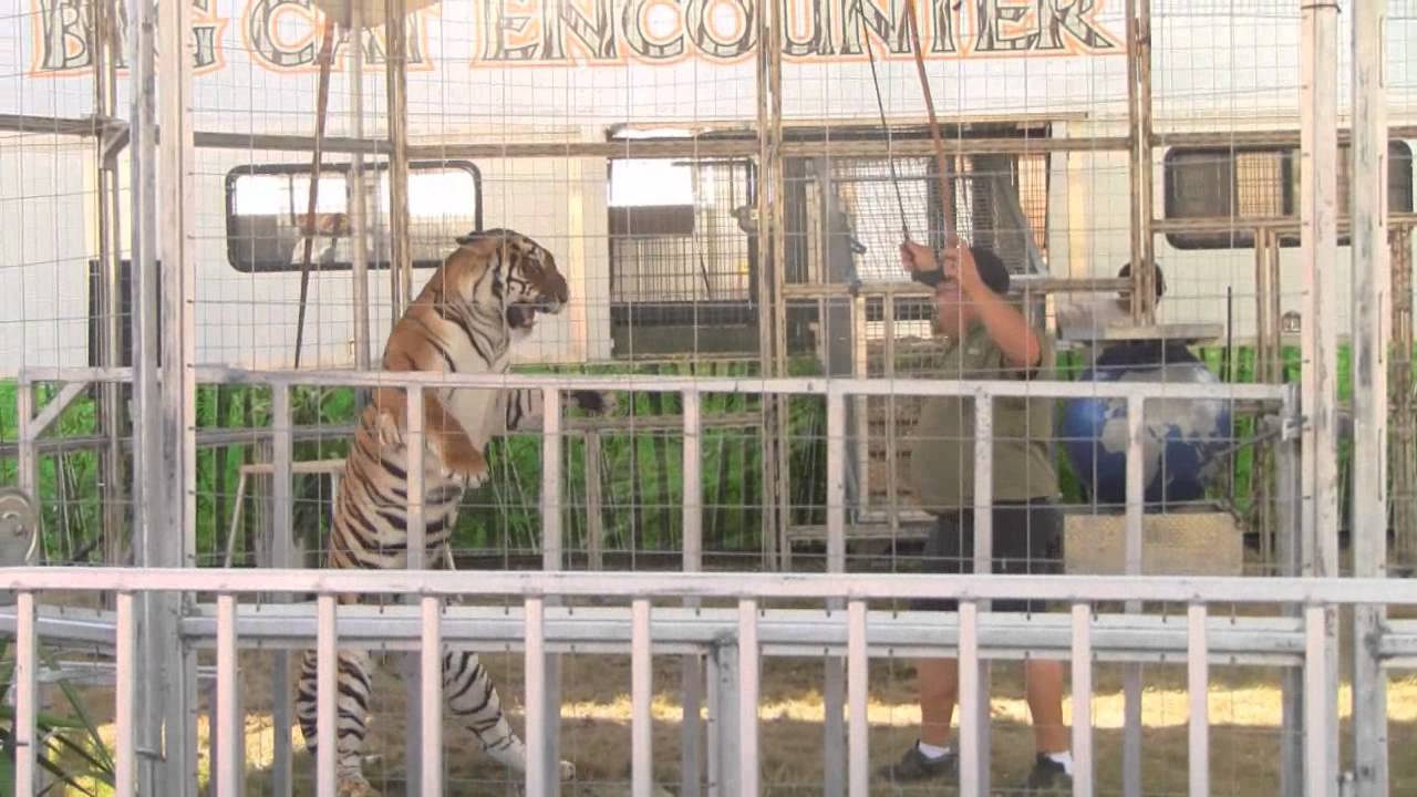 Huge Tiger Walks Backwards On Two Feet HD - YouTube