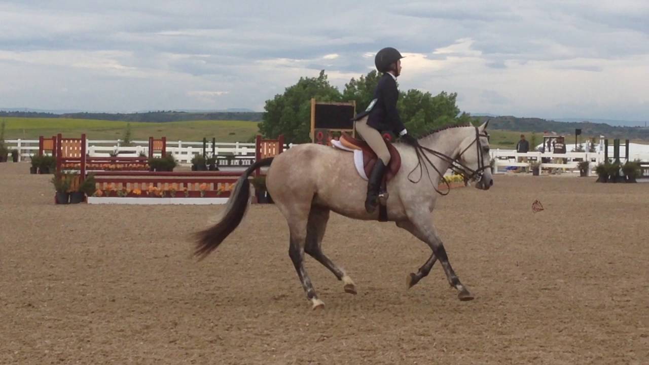 Large Pony Hunter for Sale! - YouTube