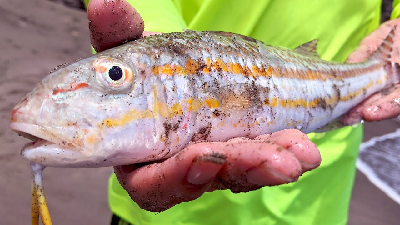 Huge Nightmare Weke ( Goatfish ) - Hawaii Fishing With Crab - YouTube