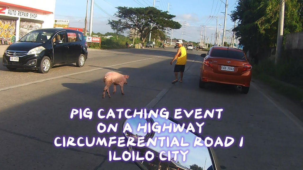 PIG CATCHING EVENT//CIRCUMFERENTIAL ROAD 1//ILOILO CITY - YouTube
