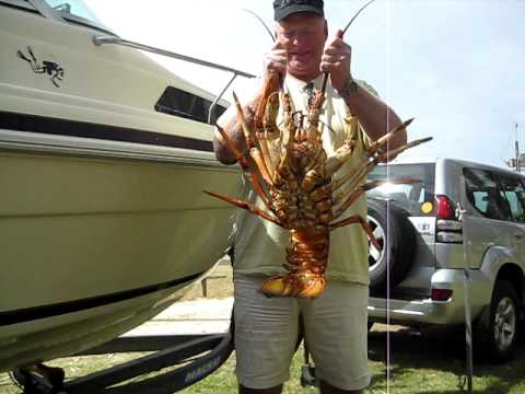 Huge Crayfish caught in South Australia - YouTube