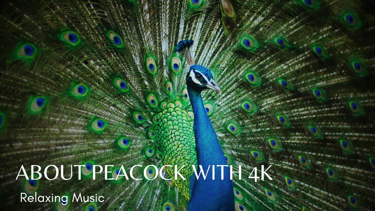 Beautiful peacock dance | Peacock video in 4K | 4K Ultra HD - YouTube