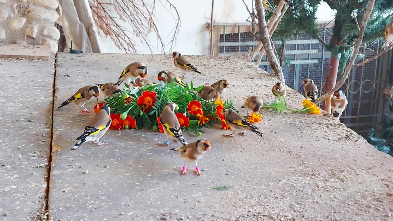 Beautiful scenes and very close to the goldfinch - YouTube