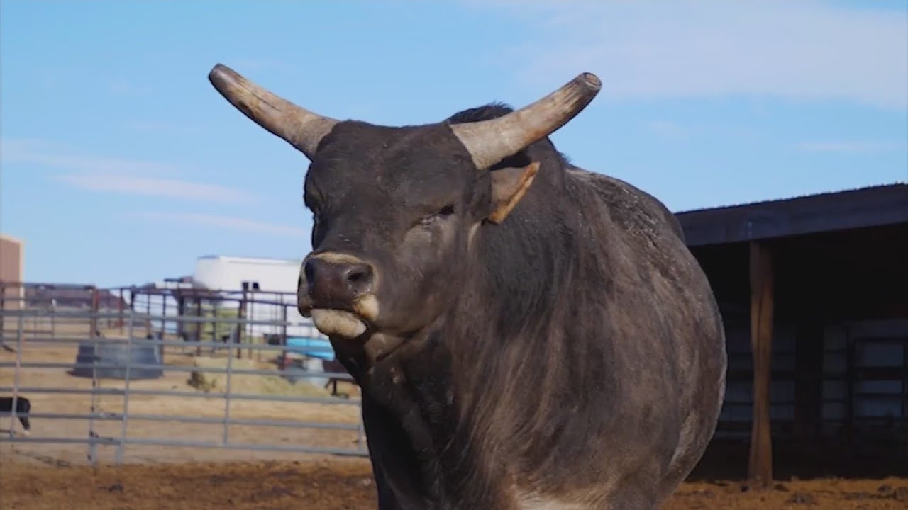 Buckin' Bulls: The Story of Ty Rinaldo - YouTube