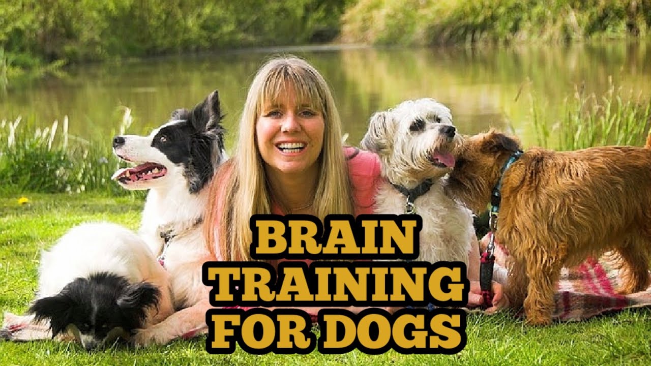 Brain Training For Dogs Review and Book with Special Offer - YouTube