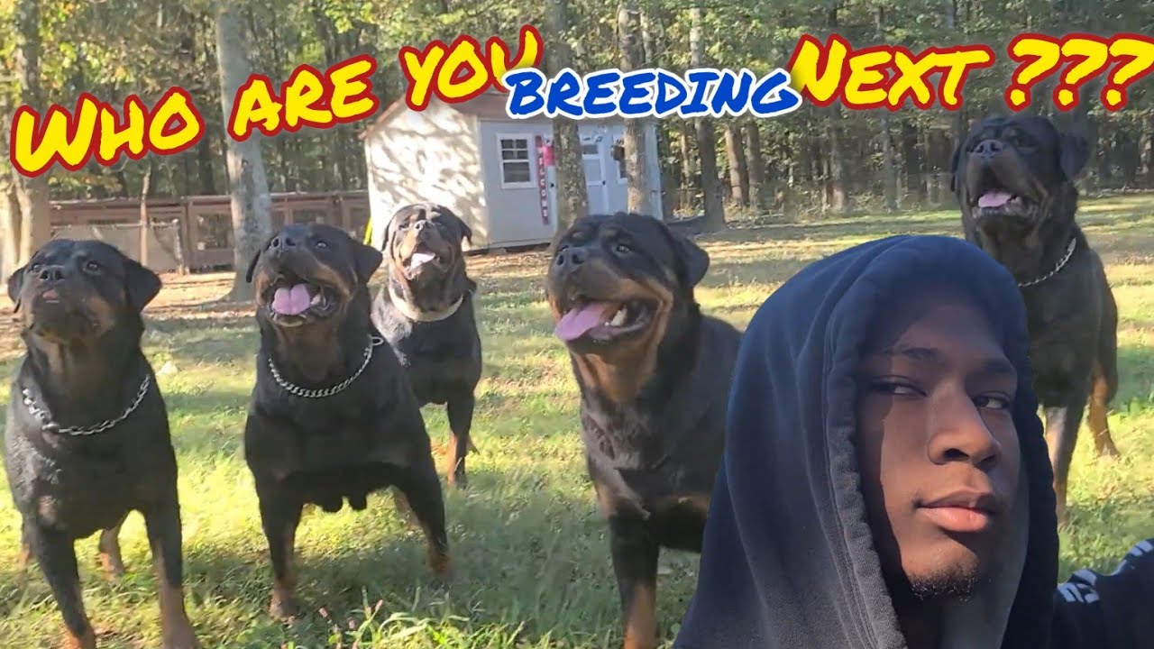 IF ALL YOUR ROTTWEILERS ARE KIN, HOW DO YOU BREED THEM? - YouTube