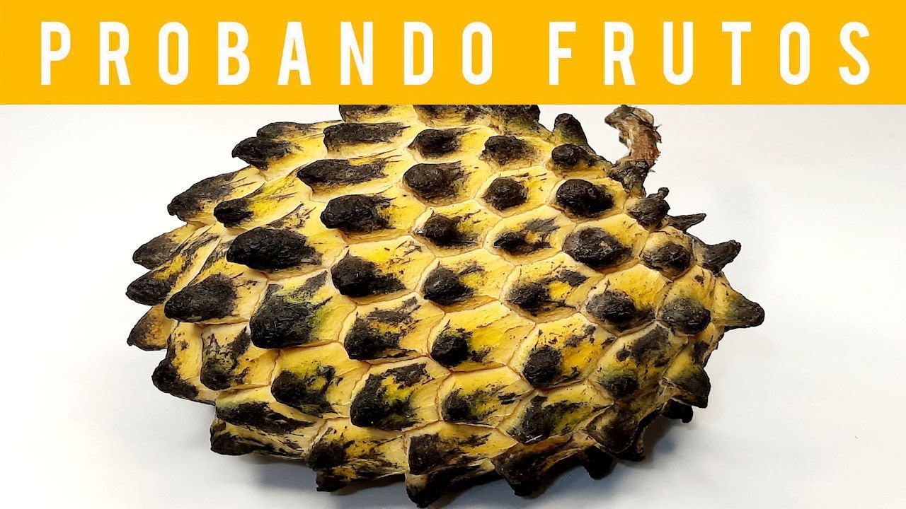 🟡PROBANDO BIRIBÁ (BERIBÁ) (ANNONA) (FRUITS TASTE TEST) (TASTING LEMON ...